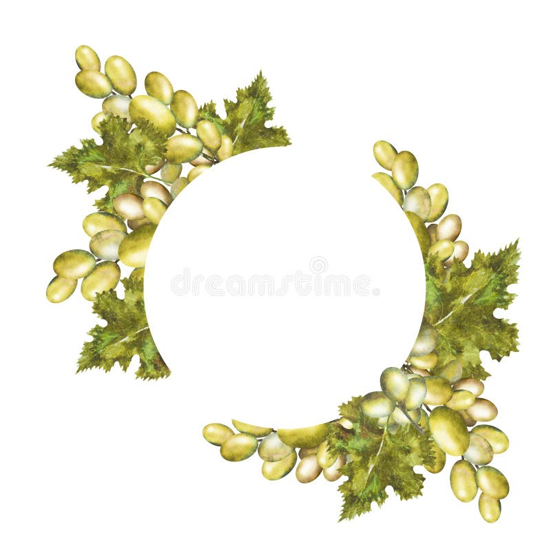 Frame of Branches, Bunches of Grape Vine. Watercolor Illustration Frame ...