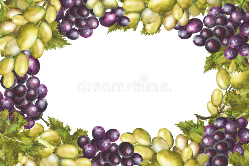 Frame of Branches, Bunches of Grape Vine. Watercolor Illustration Frame ...