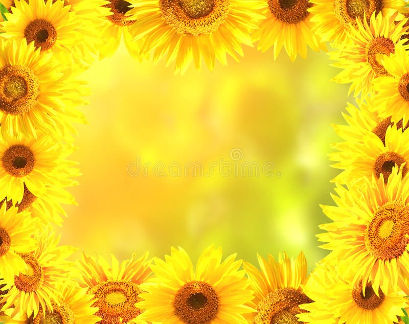 Yellow Sunflowers Border Stock Photos - Download 1,071 Royalty Free Photos