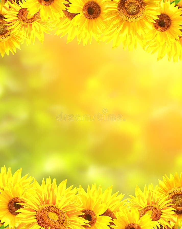 Yellow Sunflowers Border Stock Photos - Download 1,071 Royalty Free Photos