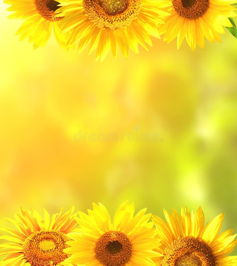 Yellow Sunflowers Border Stock Photos - Download 1,071 Royalty Free Photos