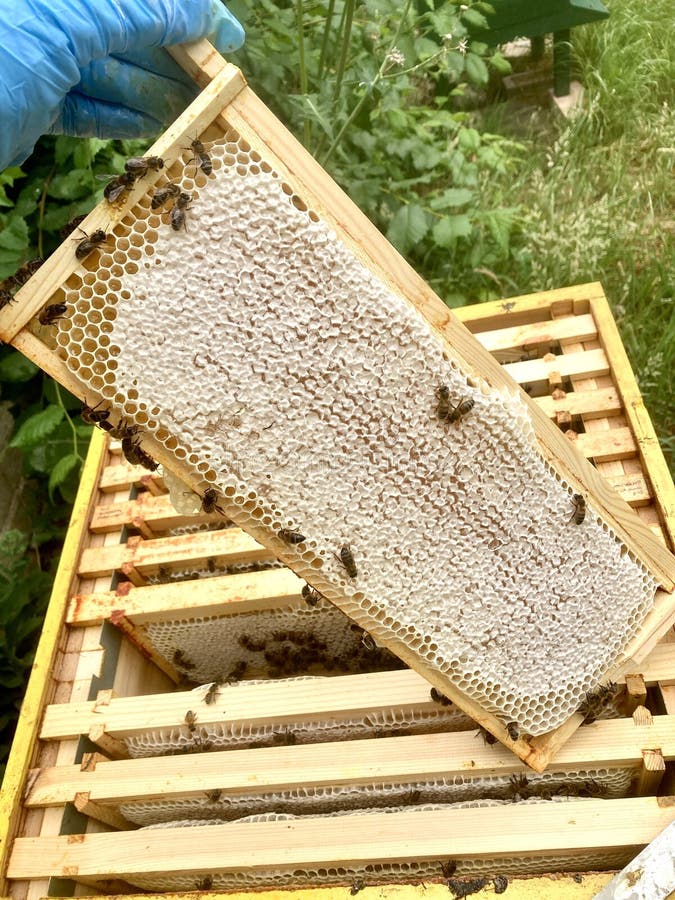 A Frame of Capped Honey from a Beehive Super. Beekeeping Stock Photo ...