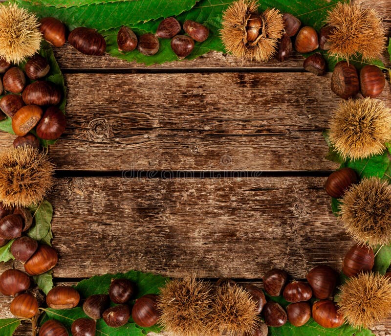 Frame of Chestnuts, Leaves and Chestnut Bur. Stock Image - Image of ...