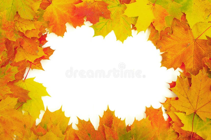 Frame with Colored Autumn Maple Leaves - White Stock Photo - Image of ...
