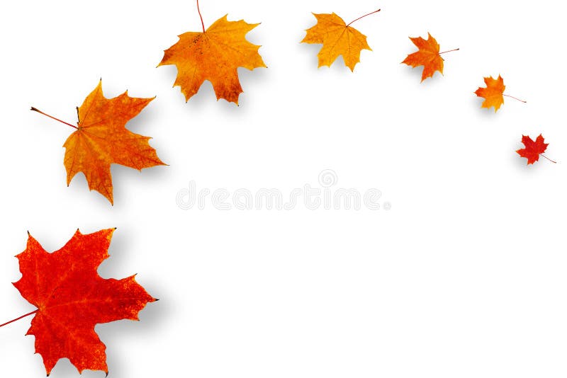 Frame Composed of Autumn Maple Leaves Isolated on White Background ...