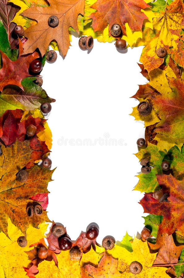 Frame Composed of Colorful Autumn Leaves Over White Background. Copy ...