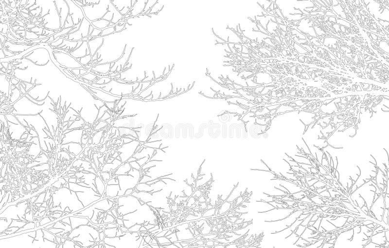Frame of Contours Bare Branches of Trees, with Copy Space. Vector ...