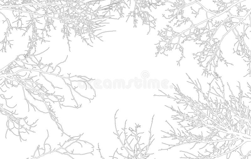 Frame of Contours Bare Branches of Trees, with Copy Space. Vector ...