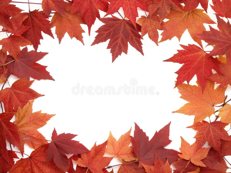 Autumn Themed Frame Formed from Red Maple Leaves Stock Illustration ...