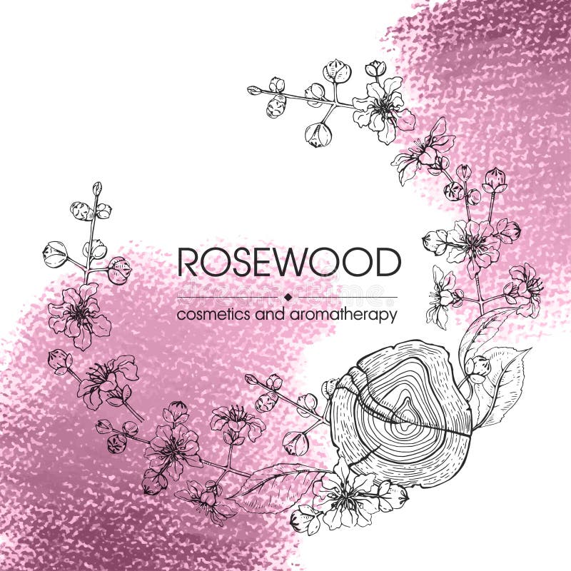 Frame With Cut Of A Rosewood And Twigs With Flowers And Buds Detailed Hand Drawn Sketches