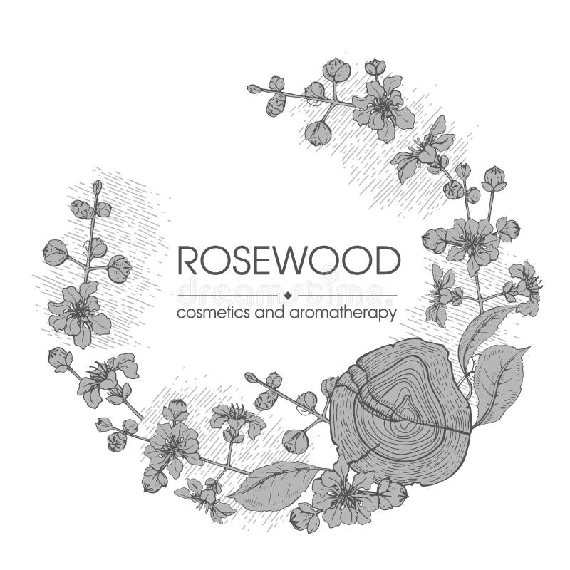 Frame With Cut Of A Rosewood And Twigs With Flowers And Buds Detailed Hand Drawn Sketches