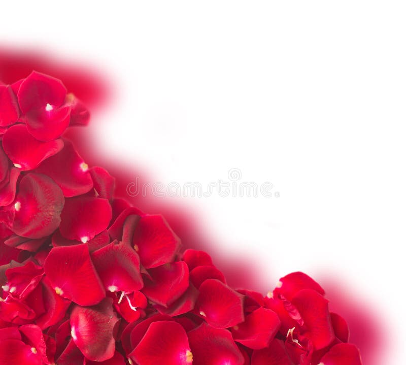 Frame of Dark Red Rose Petals Stock Image - Image of fresh, decorative ...