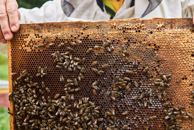 Frame with Darkened Brood Combs in the Hands of the Beekeeper Stock ...