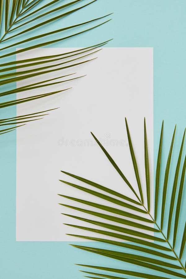 Frame Decorated with Palm Leaves Stock Photo - Image of flora ...