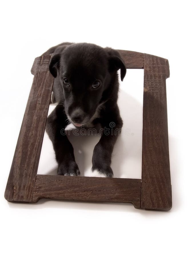 Frame dog stock image. Image of cute, doggy, black, present - 2774089