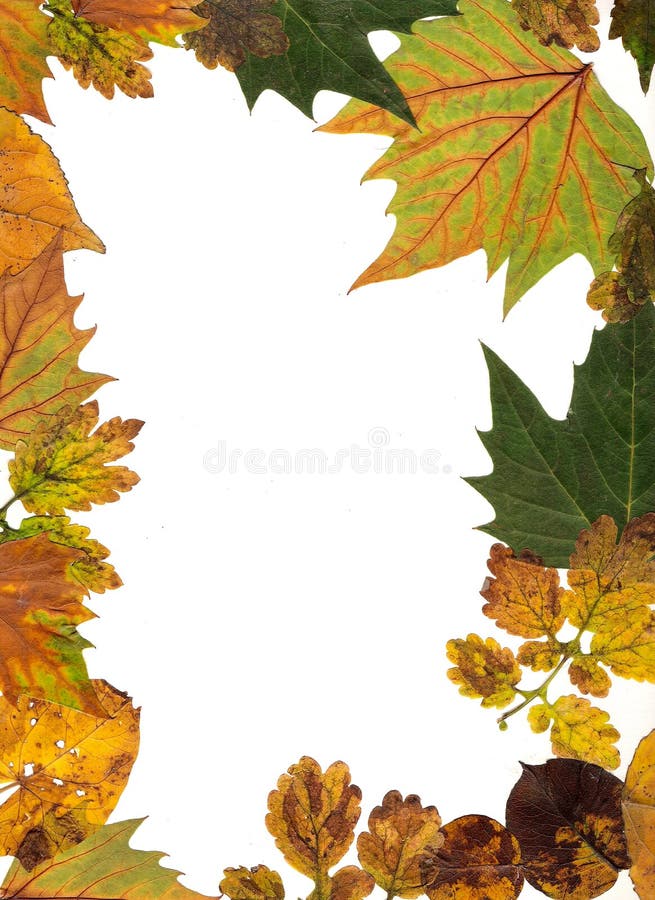 Frame of dried leaves. stock photo. Image of nervures - 6026094
