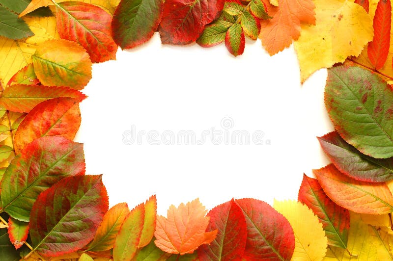 Frame of Fallen Autumn Leaves Stock Image - Image of maple, natural ...
