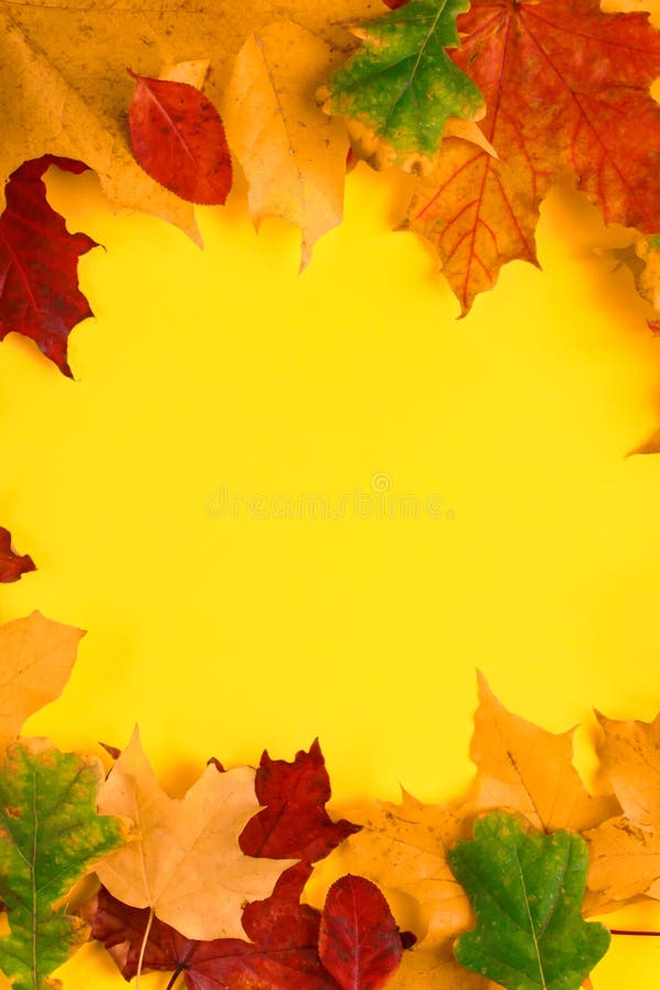 Frame from Fallen Autumn Maple Leaves on a Bright Yellow Background ...