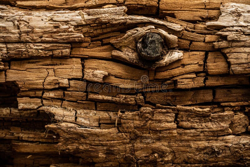 Frame Filled with Decomposing Log with Large Knot Stock Image - Image ...