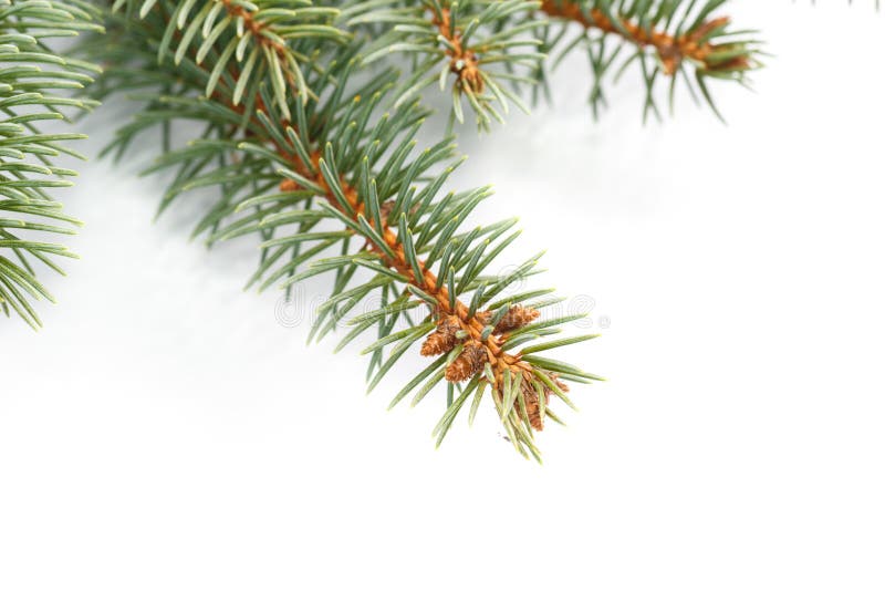 Frame of fir branches stock image. Image of nature, december - 35811267