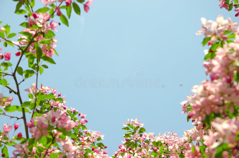 Frame by Flowers of Paradise Apple Tree Stock Photo - Image of brightly ...