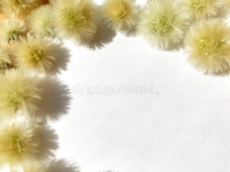 Frame of fluffy balls. stock image. Image of flowers - 188554289