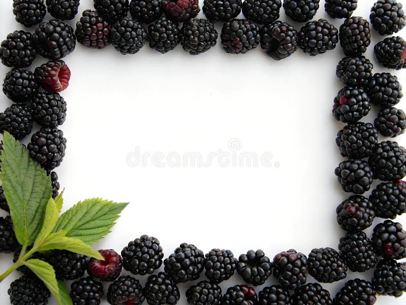 Frame Formed from a Collection of Blackberry Stock Illustration ...