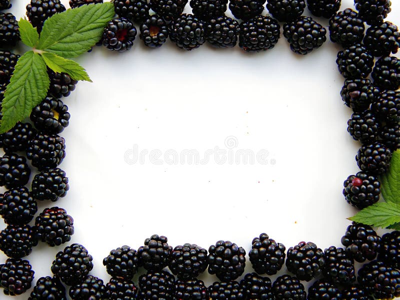 Frame Formed from a Collection of Blackberry Stock Illustration ...