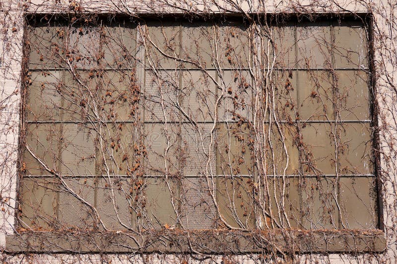 Vines on Window stock image. Image of stonewall, fade - 29962773
