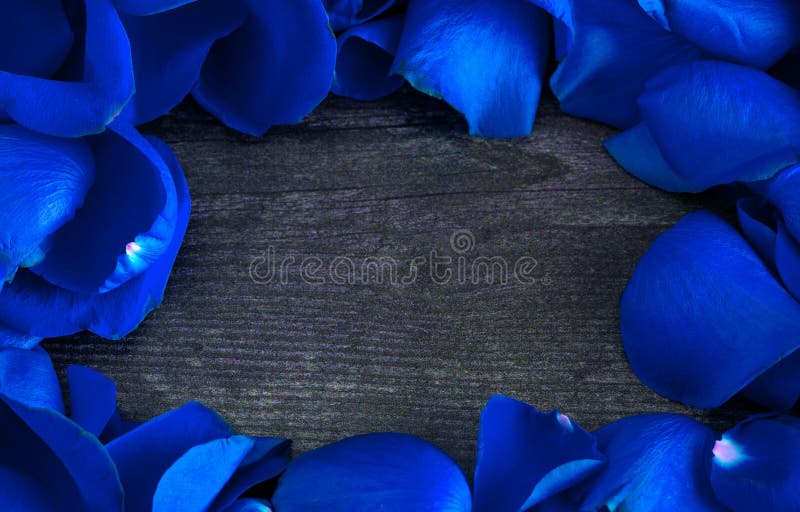 Frame of Fresh Blue Rose Petals on a Gray Wood Table Stock Photo ...
