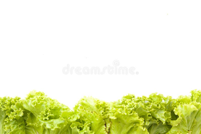 Frame Fresh Lettuce Leaves Close Up Isolated Stock Image - Image of ...