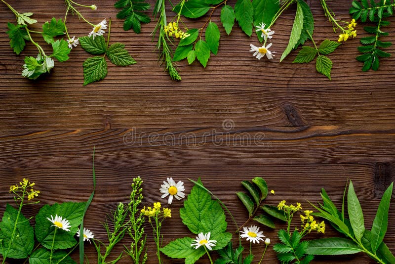Frame of Fresh Medicinal Herbs and Wild Flowers Top View Stock Photo ...