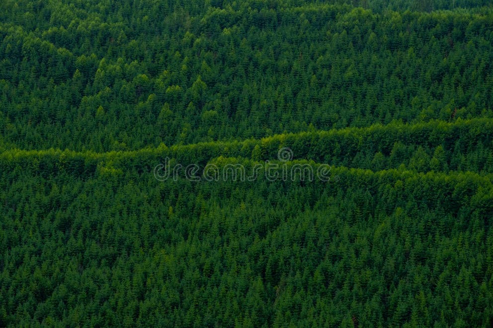 Frame Full of Tree Lined Ridges Catching Light Stock Photo - Image of ...