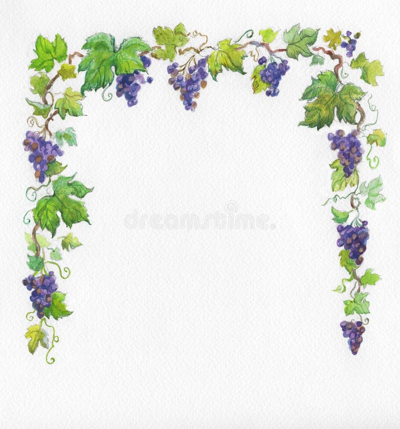 Frame grapes. Watercolor. stock illustration. Illustration of painting ...