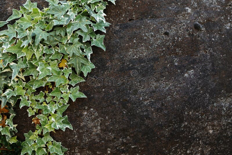 Frame of Green Grape Leaves on Stone Stock Photo - Image of tree, fresh ...