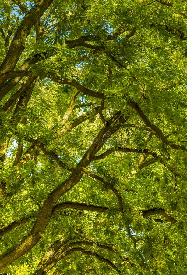 Frame with Green Leaves and Tree Branches Stock Photo - Image of frame ...