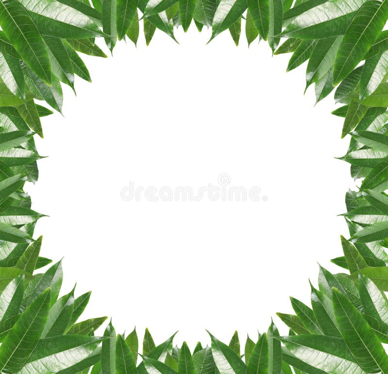 Mango leaves frame stock illustration. Illustration of border - 18300636