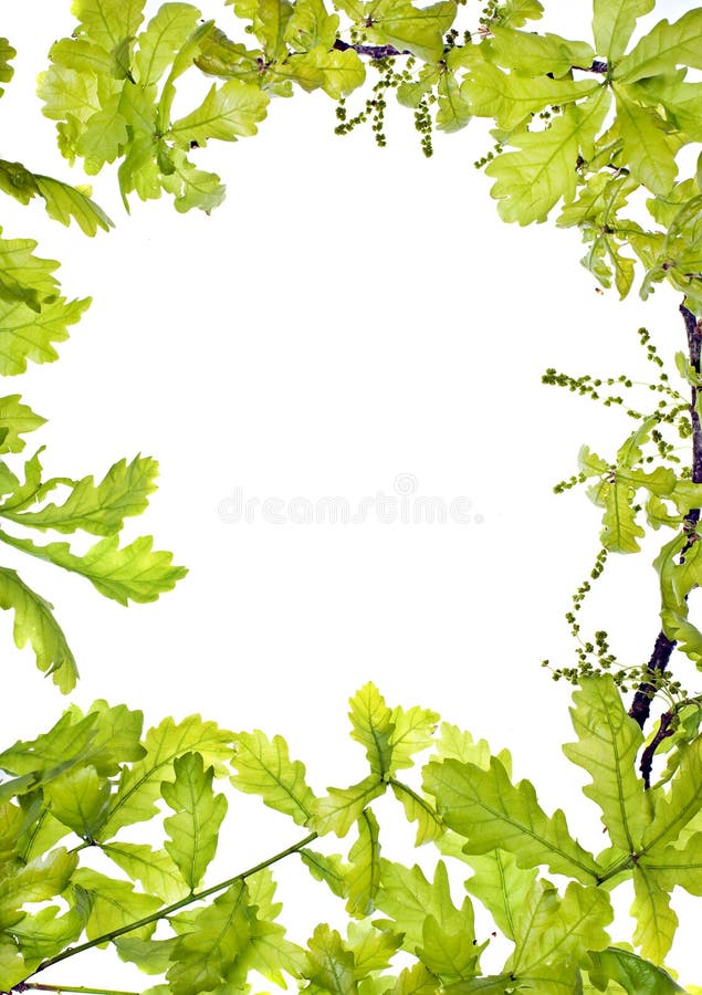 Frame of Green Oak Leafage; Stock Photo - Image of beauty, blossom ...