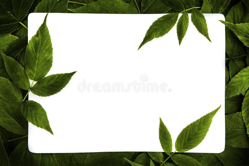 Frame of Green Raspberry Leaves. Place for Text. Stock Photo - Image of ...