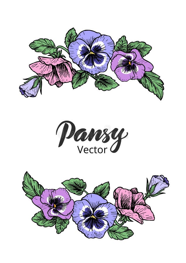 Frame with Hand Drawn Pansy Flowers Stock Vector - Illustration of card ...