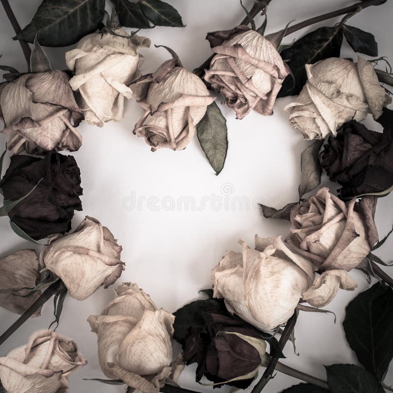 Frame heart from dry roses stock photo. Image of plant - 47542214