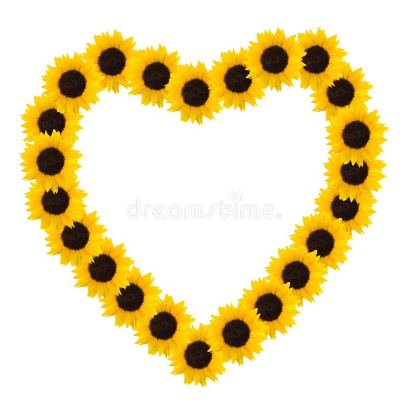 Sunflower frame stock photo. Image of botanical, farming - 17071148