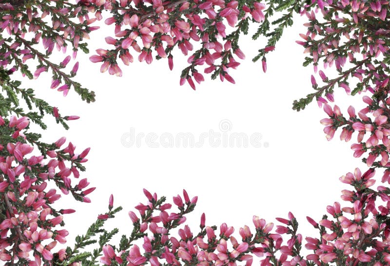 Frame of Heather Branches with Beautiful Flowers on White Background ...