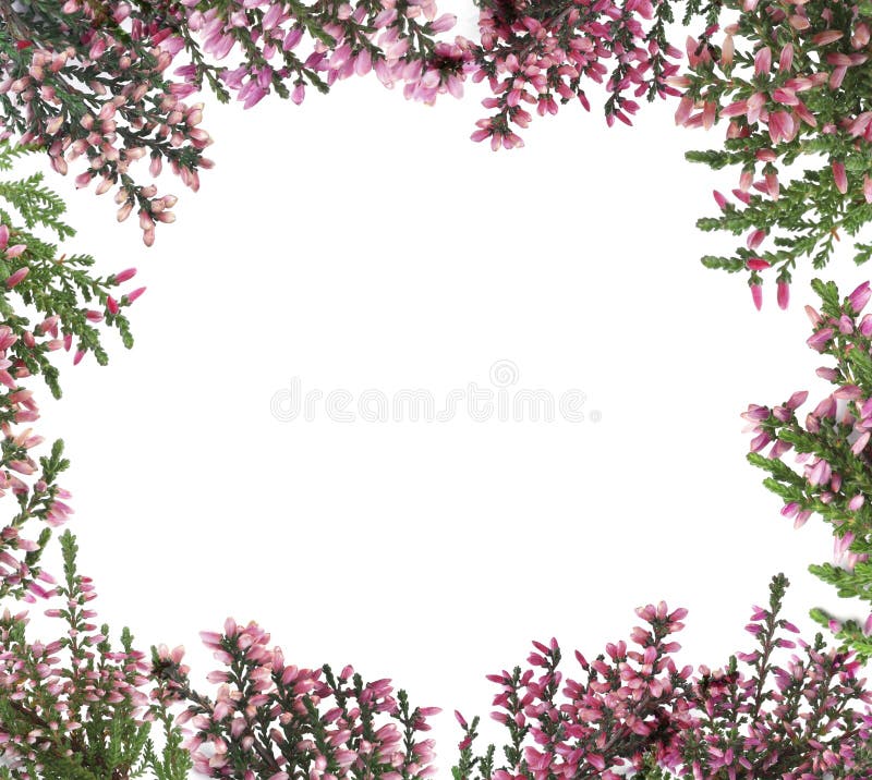 Frame of Heather Branches with Beautiful Flowers on White Background ...