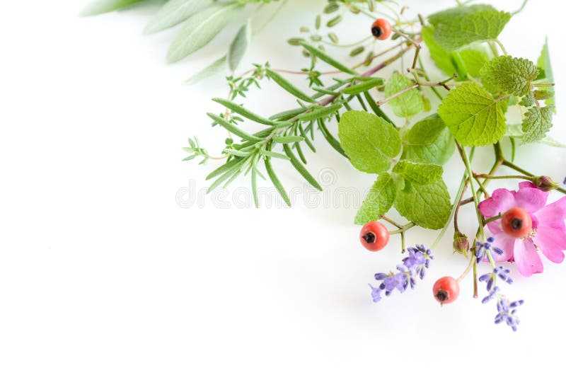 Frame of herbal leaves stock image. Image of plants, herbs - 81770443