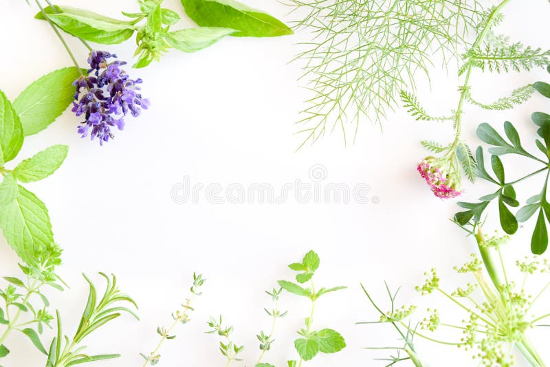 Frame of herbal leaves stock image. Image of fresh, chervil - 81770443