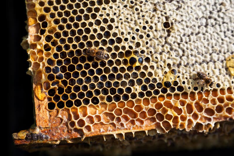 Frame with honey stock image. Image of beekeeping, sweet - 75681993