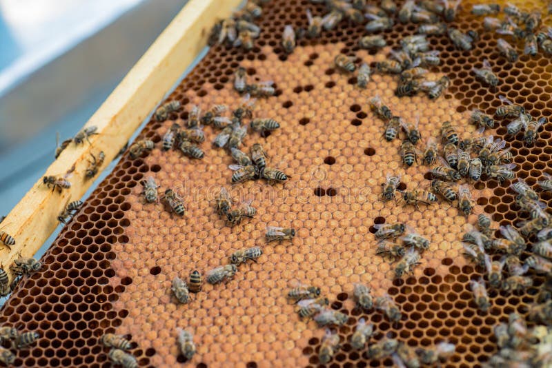 Frame with Honey Bees, Open and Sealed Brood and Honey. Work on Apiary ...