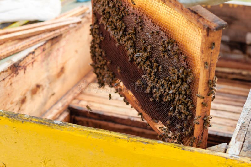 Frame with Honeycomb with Bees Above the Beehive Stock Image - Image of ...