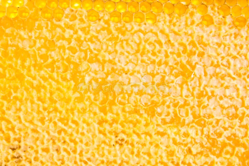 Frame with Honeycomb Full of Honey Stock Photo - Image of calories ...